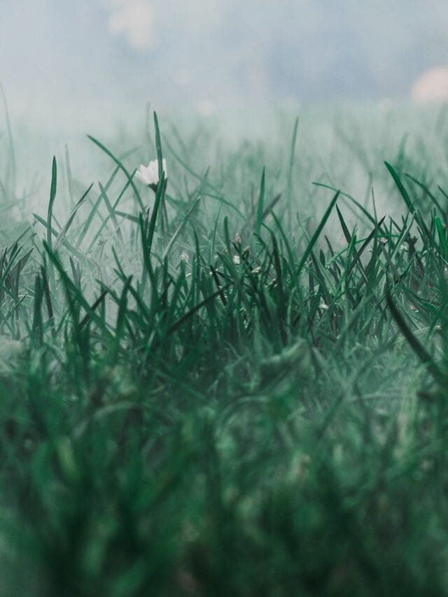 Snowfall in South India: Explore Rare Frosty Wonders - Blackberry Hills ...